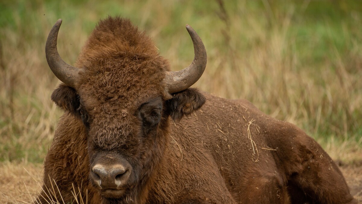 Wisent - Tiere - WildPark Schloss Tambach