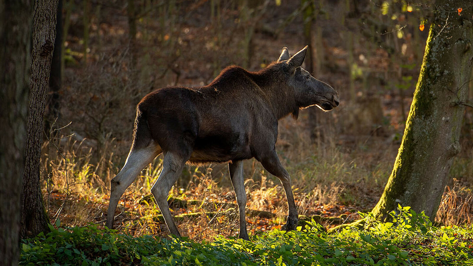 Elch - Tiere - WildPark Schloss Tambach