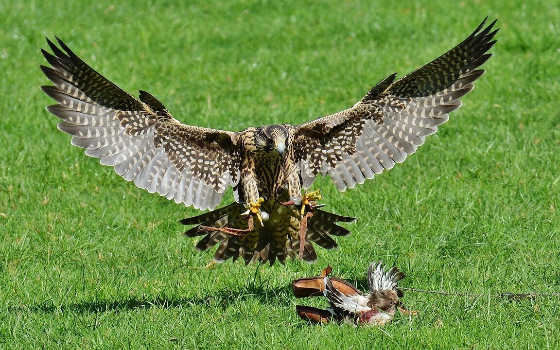 Falke - Tiere - WildPark Schloss Tambach