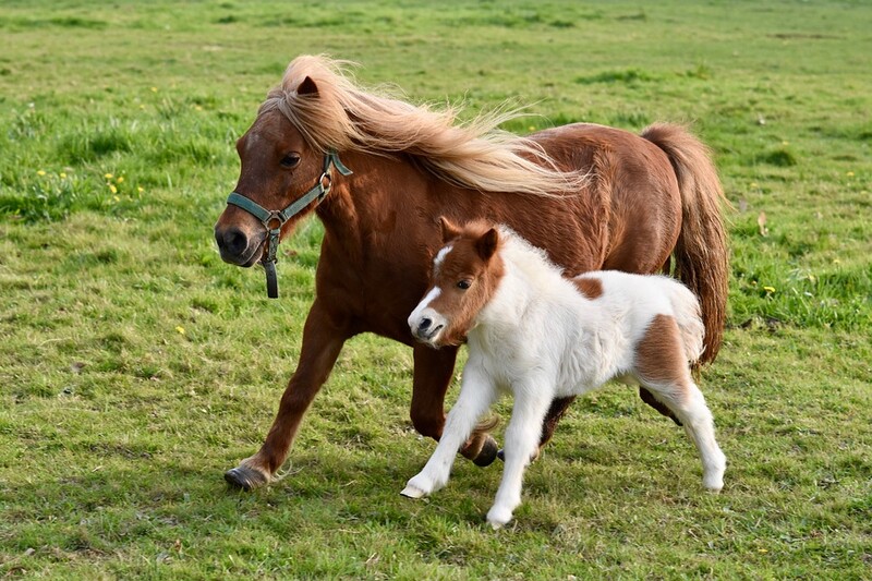 Mini-Pony - Tiere - WildPark Schloss Tambach