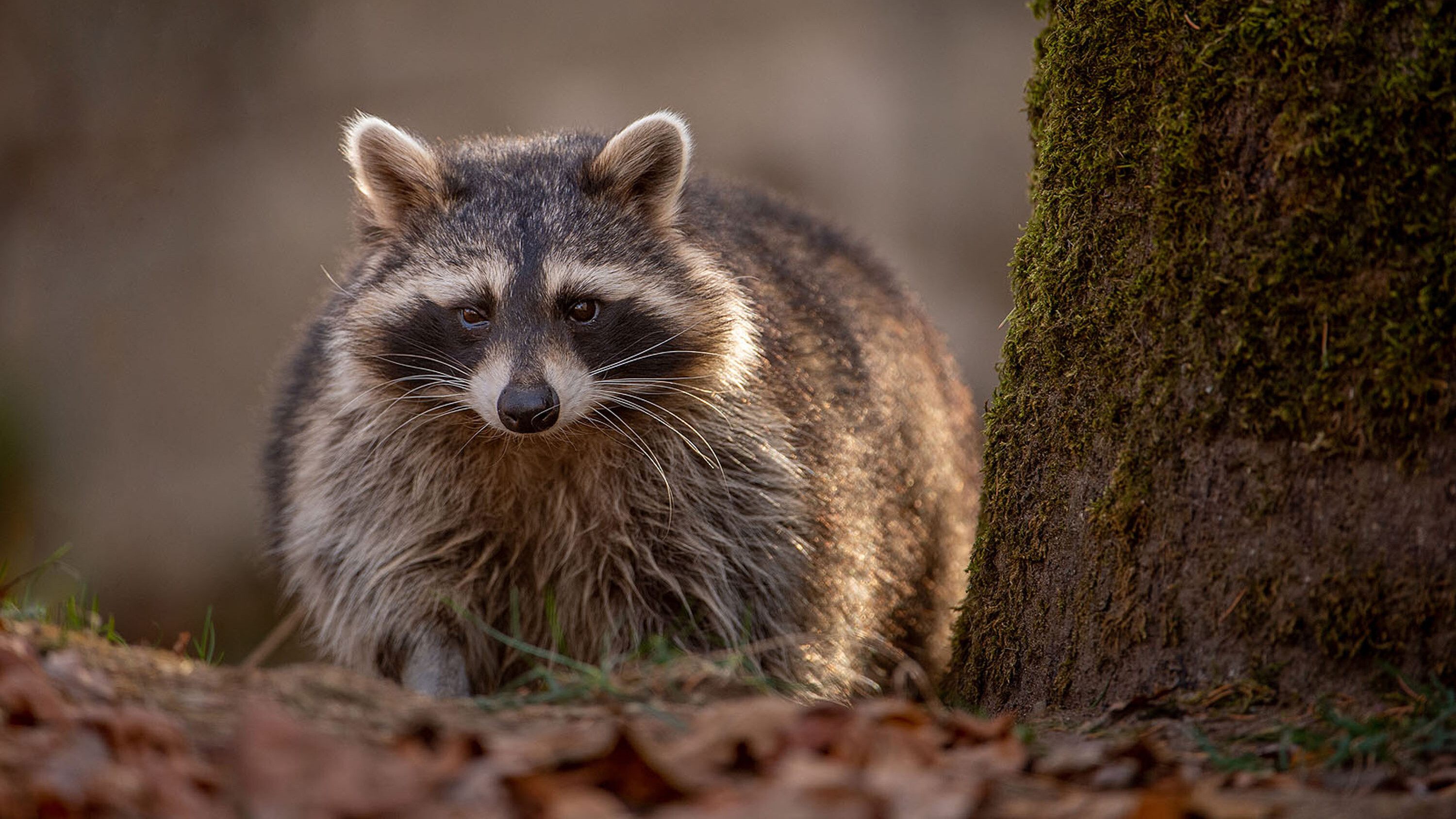 Waschbär - Tiere - WildPark Schloss Tambach