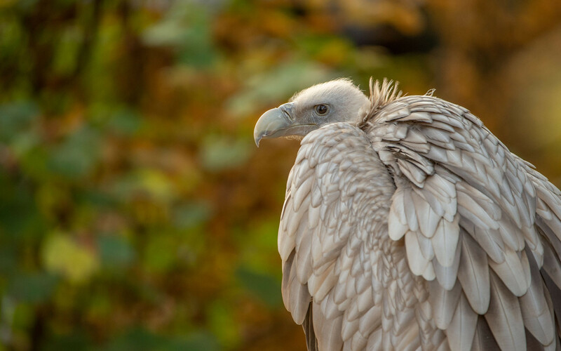 Geier - Tiere - WildPark Schloss Tambach