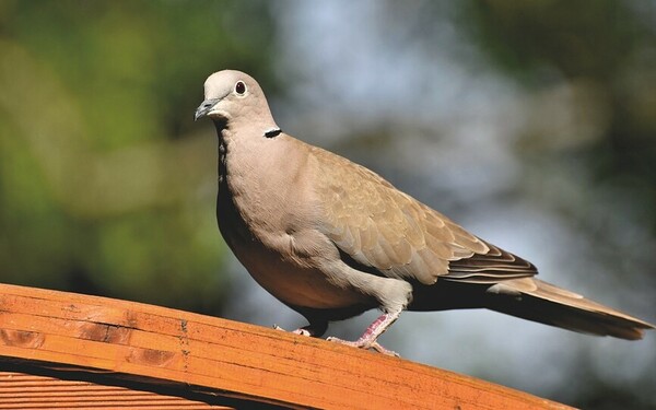 Lachtaube - Tiere - WildPark Schloss Tambach