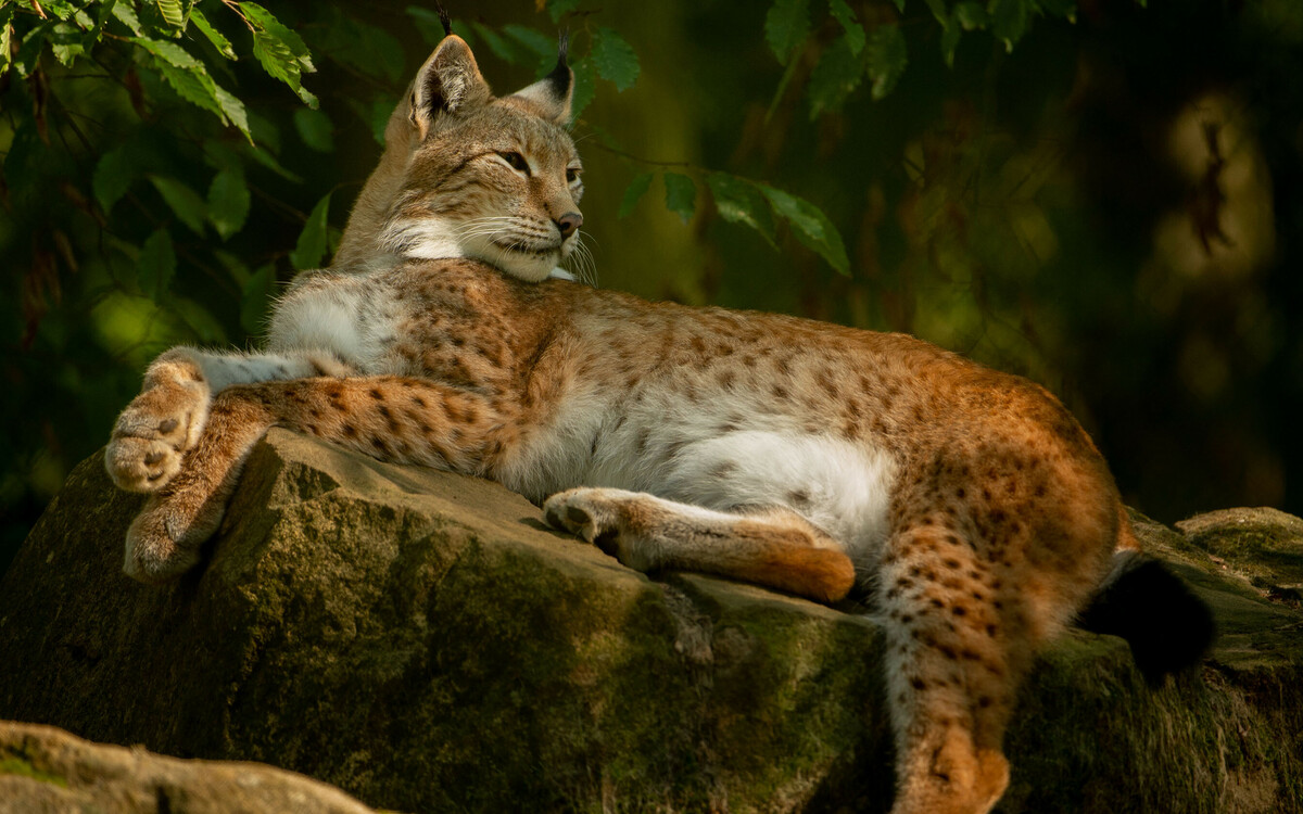 Luchs - Tiere - WildPark Schloss Tambach