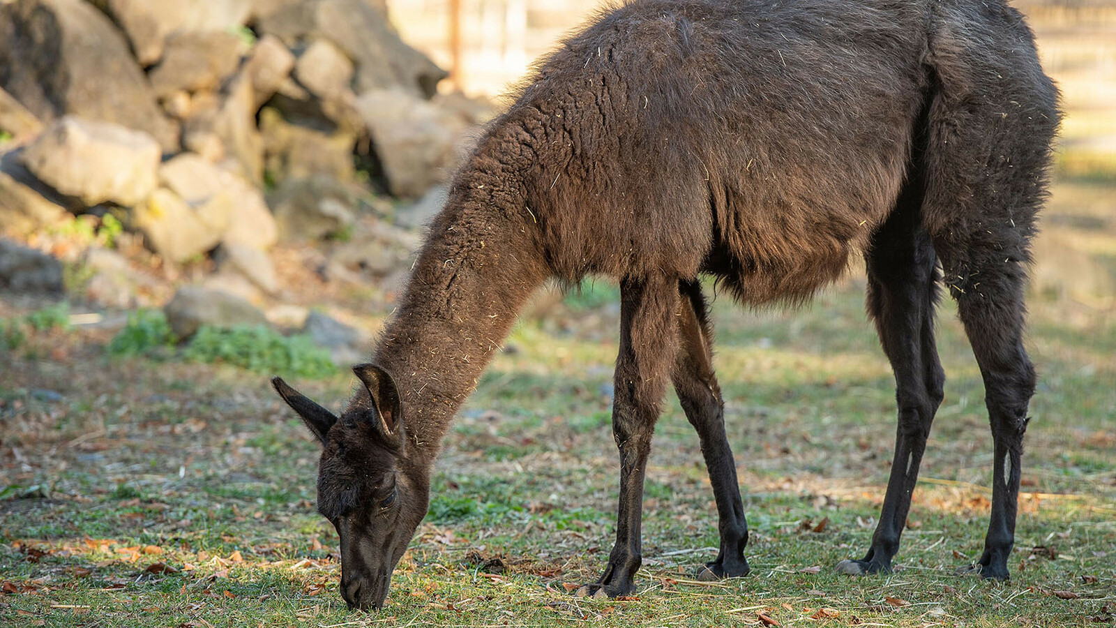 Lama - Tiere - WildPark Schloss Tambach
