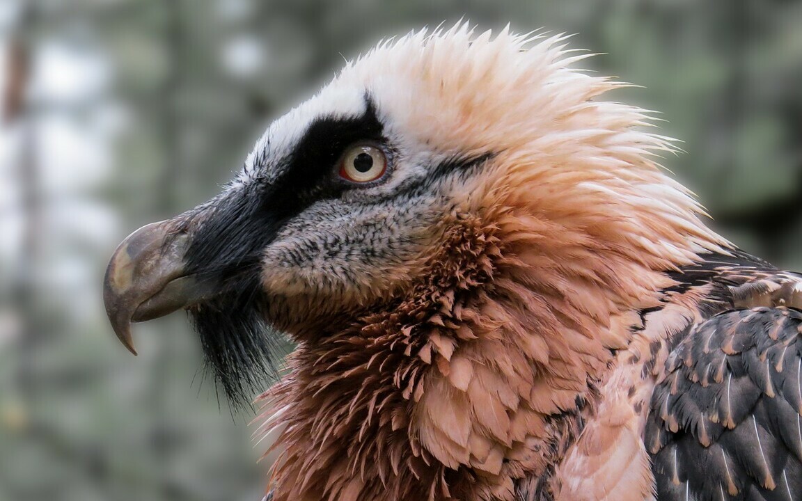 Geier - Tiere - WildPark Schloss Tambach