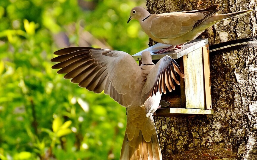 Lachtaube - Tiere - WildPark Schloss Tambach