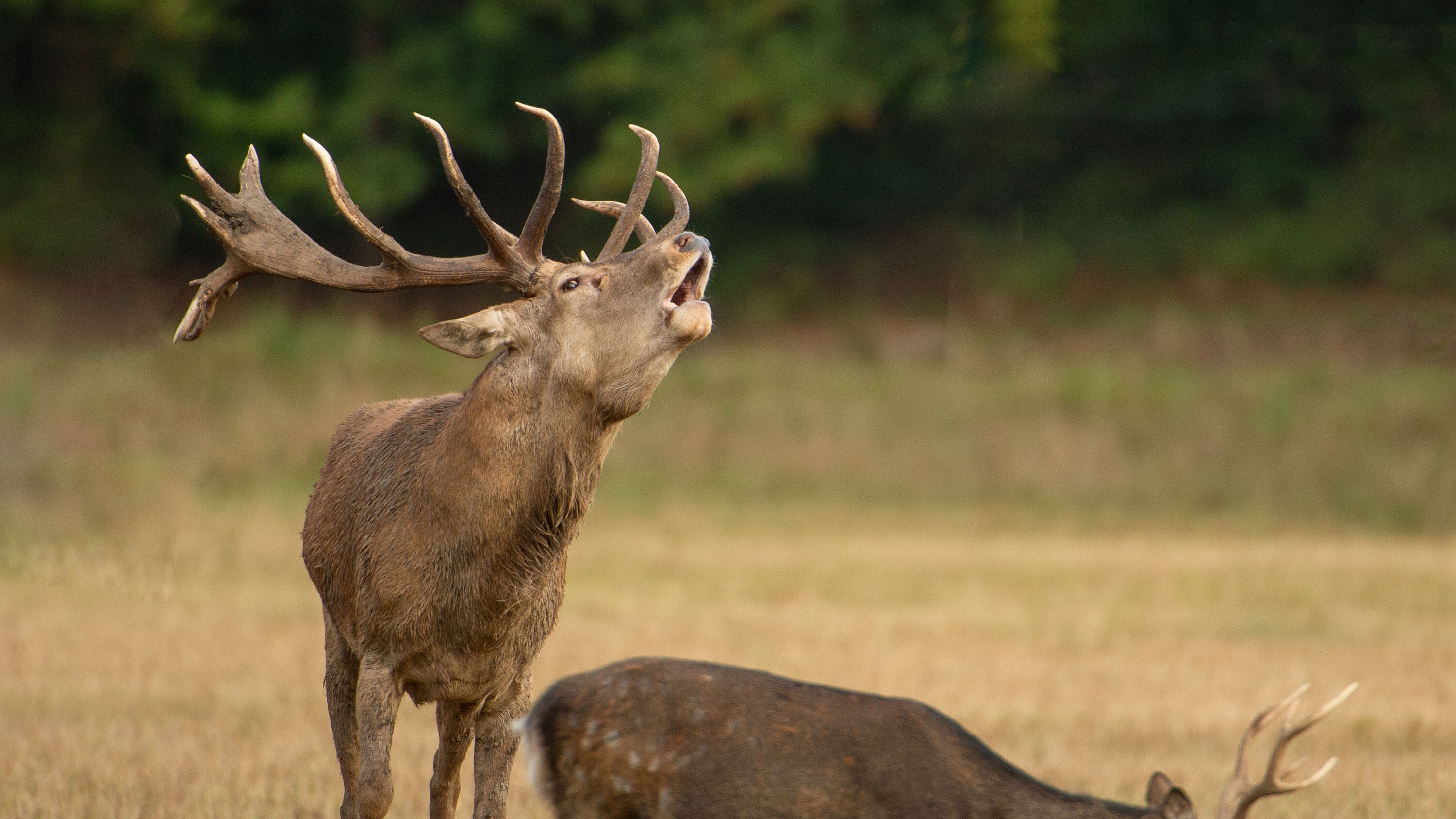Hirsche - Tiere - WildPark Schloss Tambach