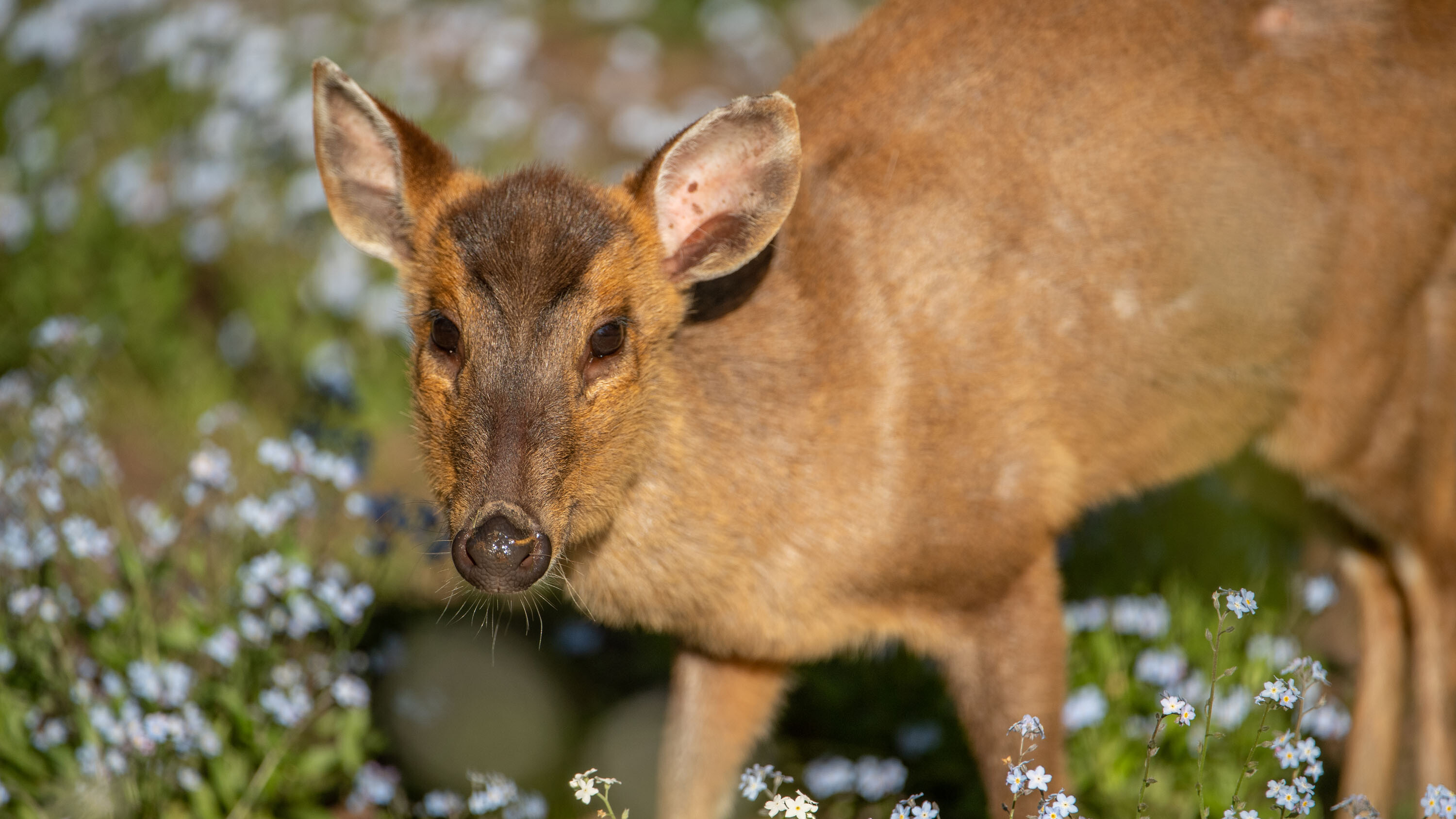 Muntjak - Tiere - WildPark Schloss Tambach