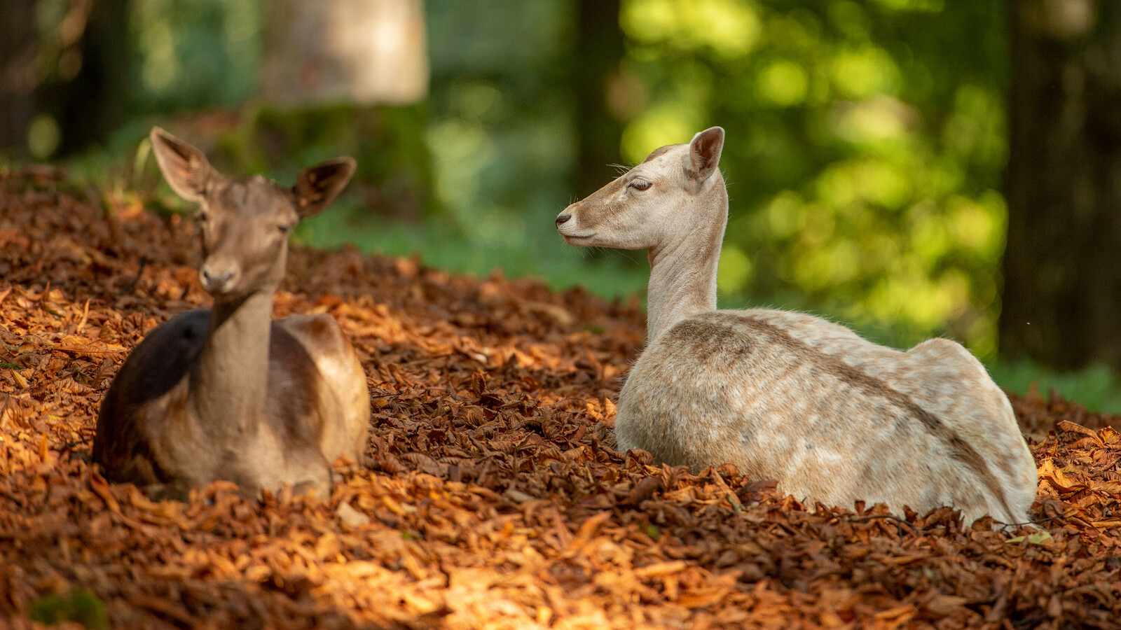 Hirsche - Tiere - WildPark Schloss Tambach