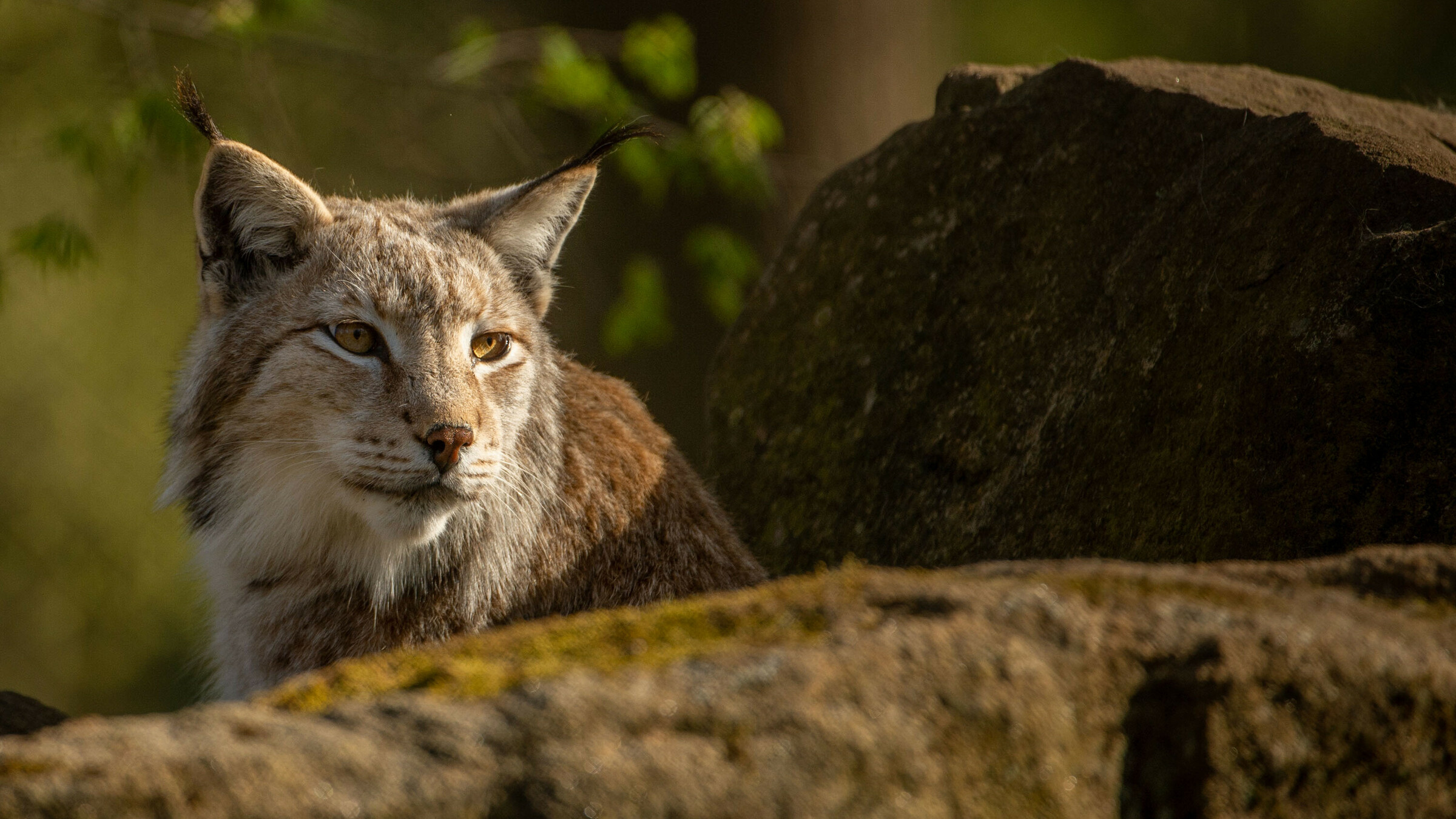 Luchs - Tiere - WildPark Schloss Tambach