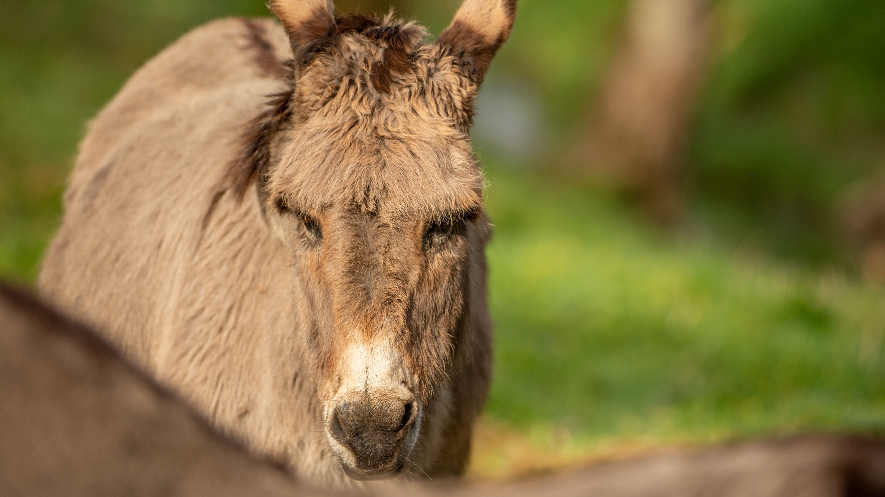 Hausesel - Tiere - WildPark Schloss Tambach