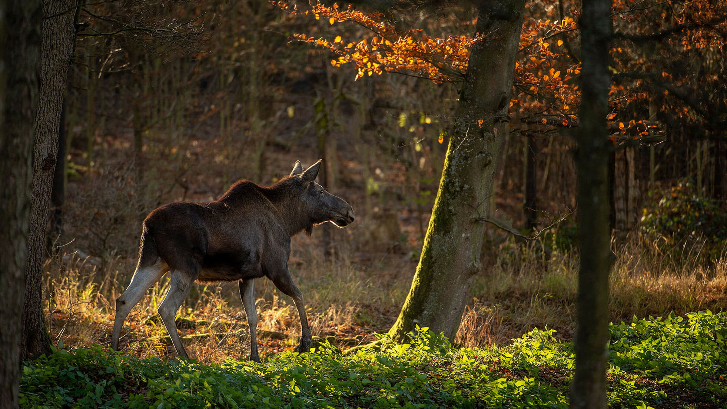 Elch - Tiere - WildPark Schloss Tambach