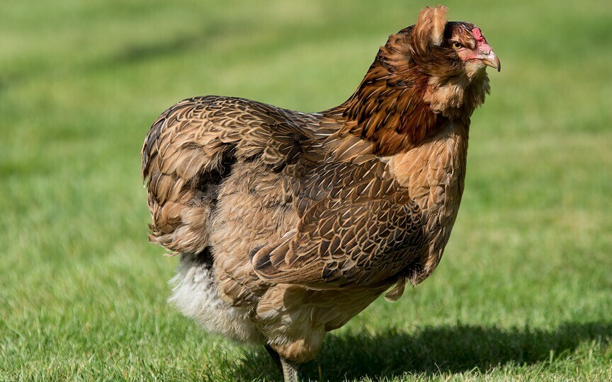 Huhn - Tiere - WildPark Schloss Tambach
