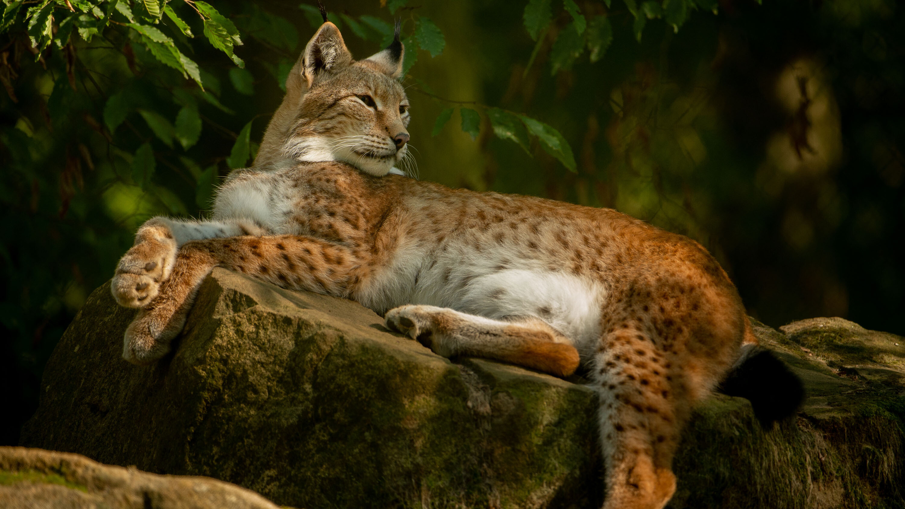 Luchs - Tiere - WildPark Schloss Tambach